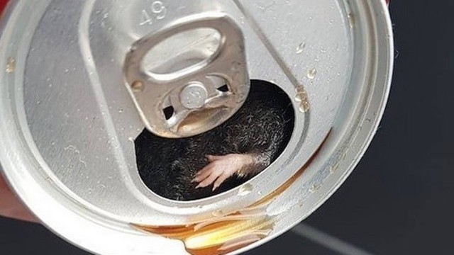 Homem diz ter achado rato em lata de Coca-Cola - Portal Tailândia
