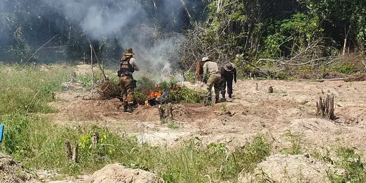 PF incendeia quase 100 mil pés de maconha em terra indígena no Pará ...