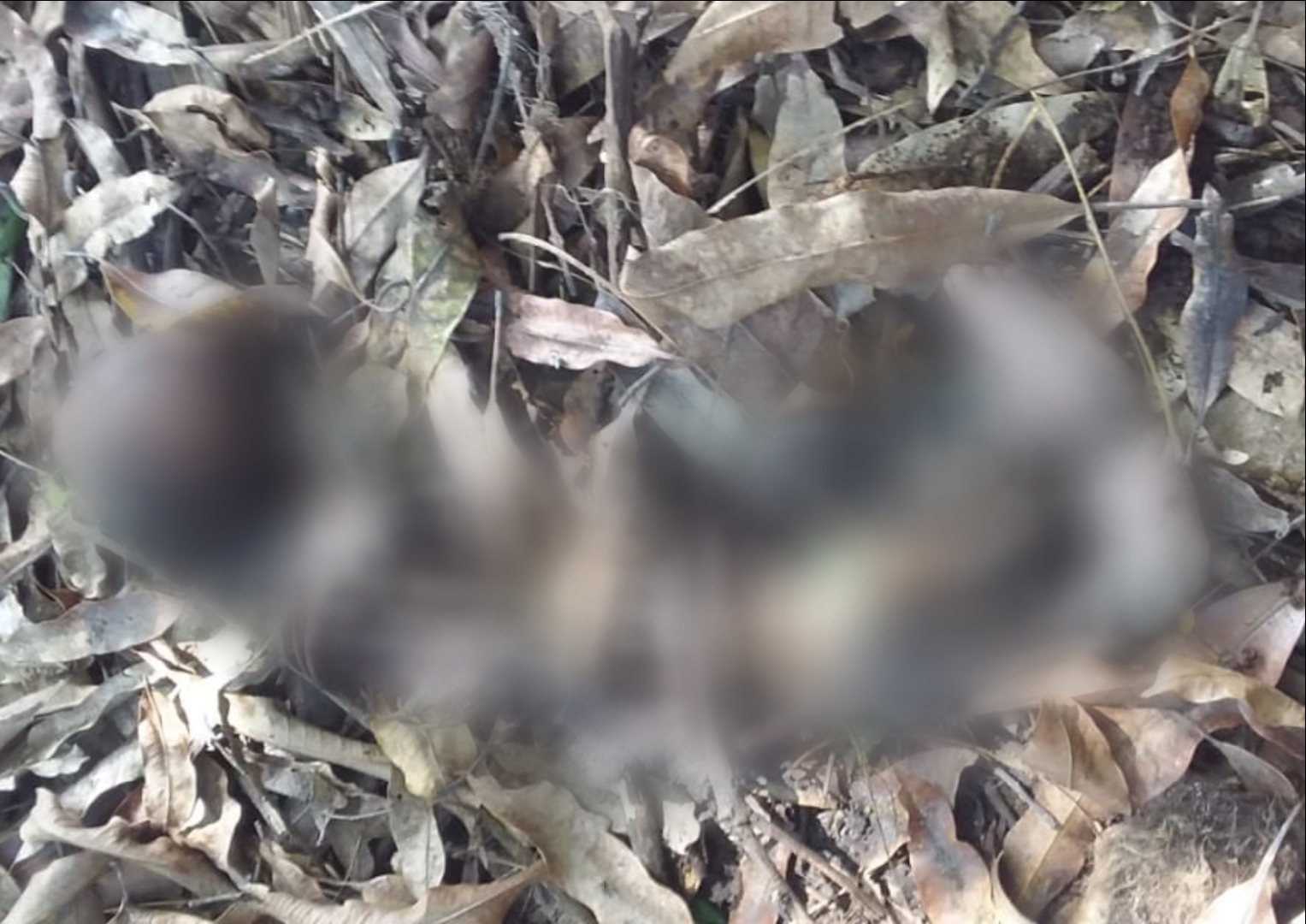 Restos mortais de criança são encontrados em quintal no município de ...